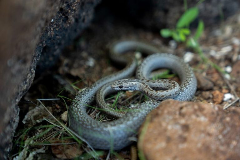 Galápagos recupera exitosamente su población de culebras – Parque ...